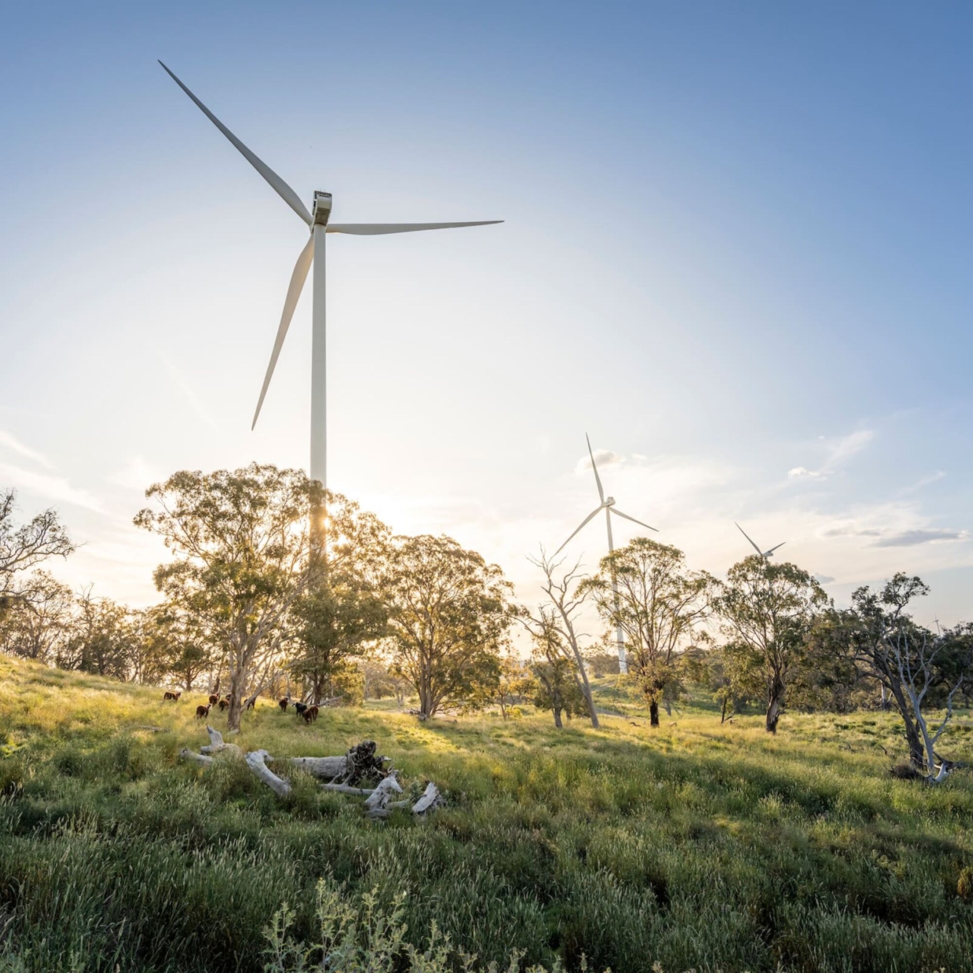 Sapphire Wind Farm | Squadron Energy